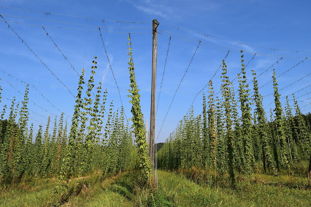 Hops – Experimental Farm Network Seed Store