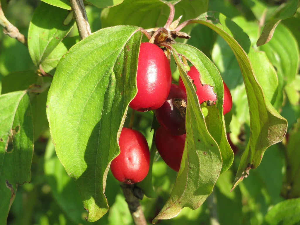 'Redstone' Cornelian Cherry – Experimental Farm Network Seed Store