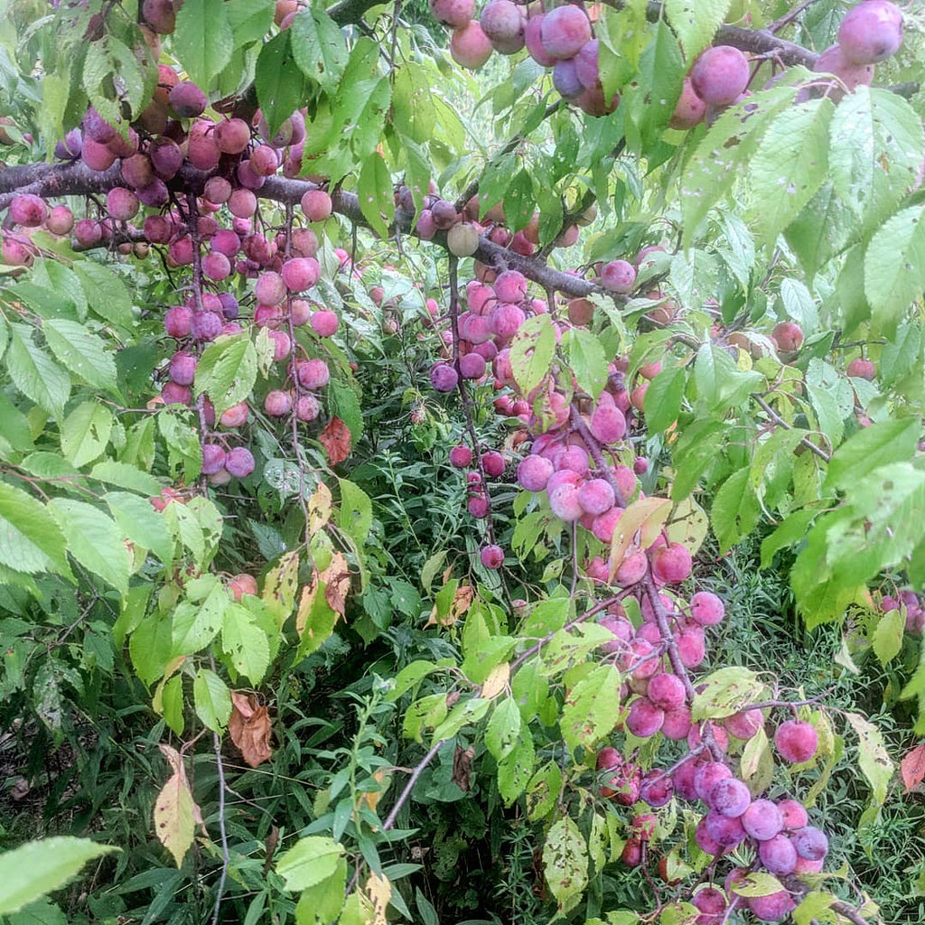 American Plum – Experimental Farm Network Seed Store