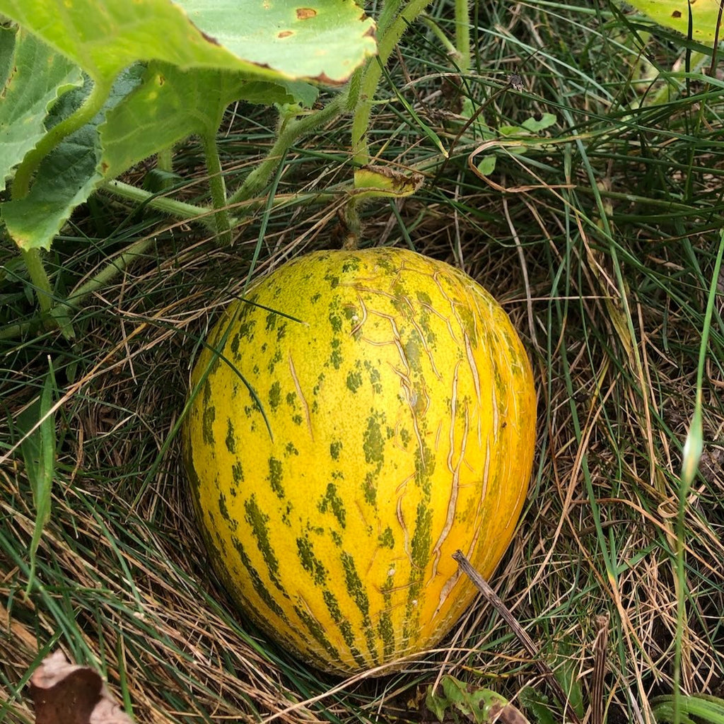 'Obi-Novot' Melon – Experimental Farm Network Seed Store
