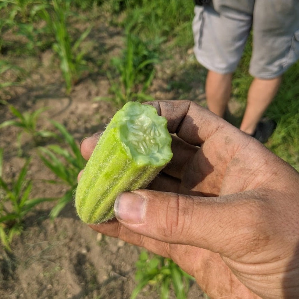'Palestine Fakous' Melon – Experimental Farm Network Seed Store
