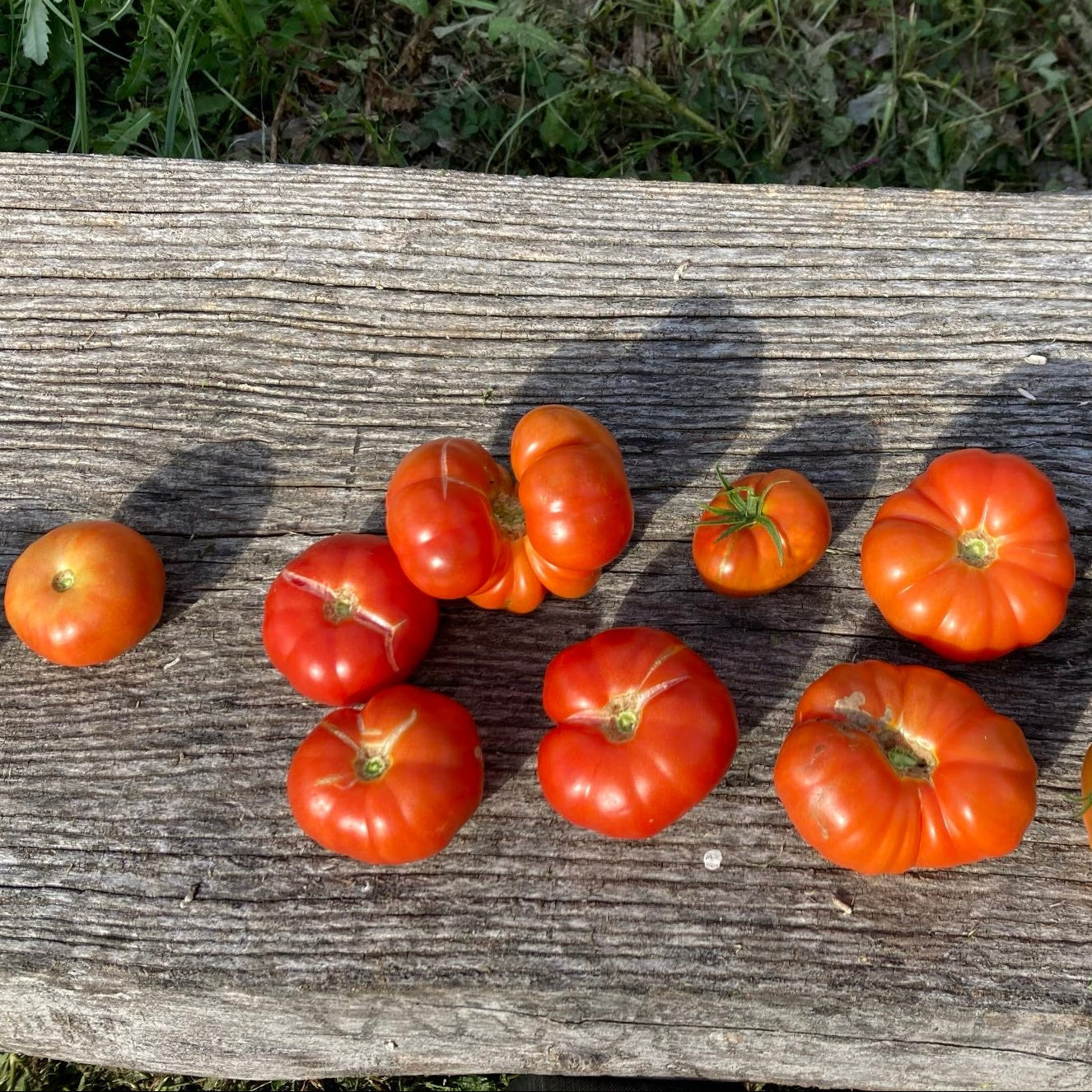 'Bam' Tomato (Iran) – Experimental Farm Network Seed Store