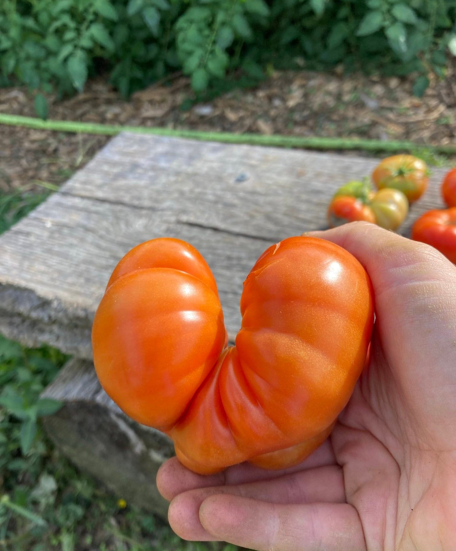 'Bam' Tomato (Iran) – Experimental Farm Network Seed Store