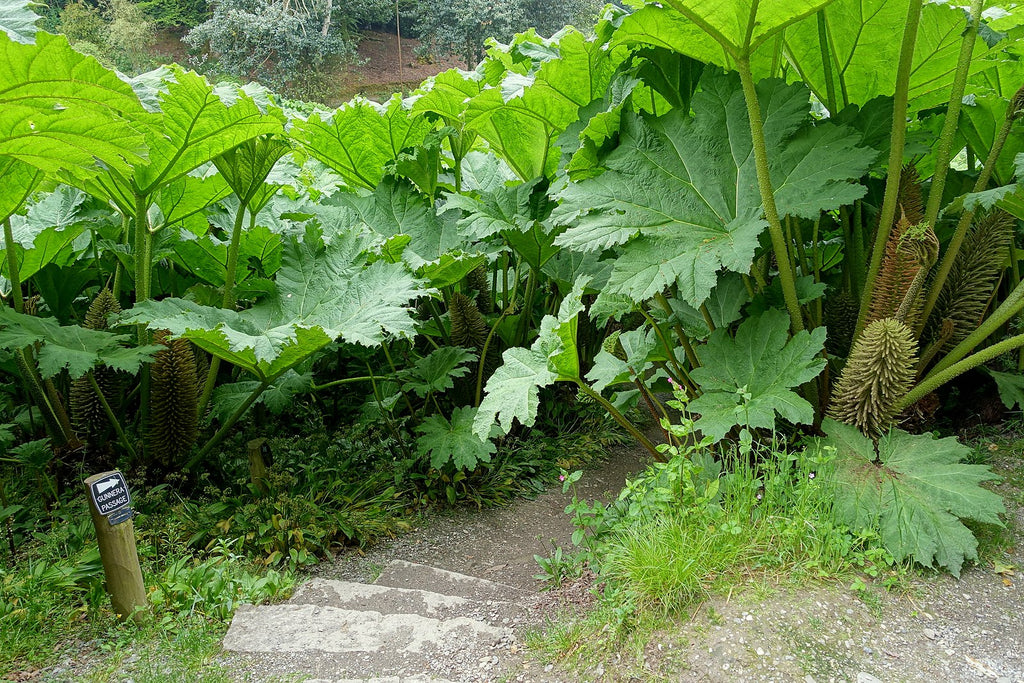 Brazilian Giant Rhubarb – Experimental Farm Network Seed Store