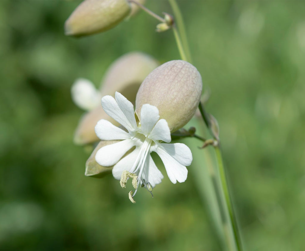 Bladder Campion – Experimental Farm Network Seed Store