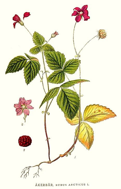 Arctic Raspberry – Experimental Farm Network Seed Store