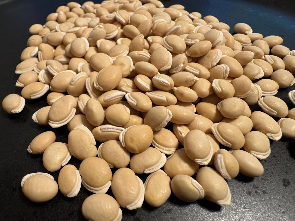 Feijão Pedra (Cape Verdean Rock Bean/Lablab Bean) – Experimental Farm ...