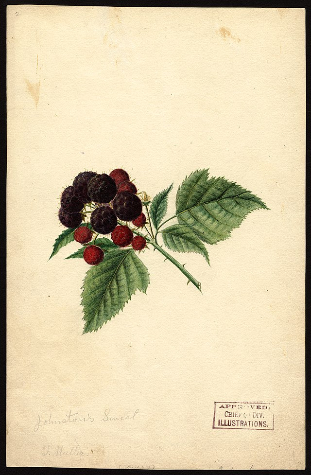 Saranac Lake Black Raspberry – Experimental Farm Network Seed Store