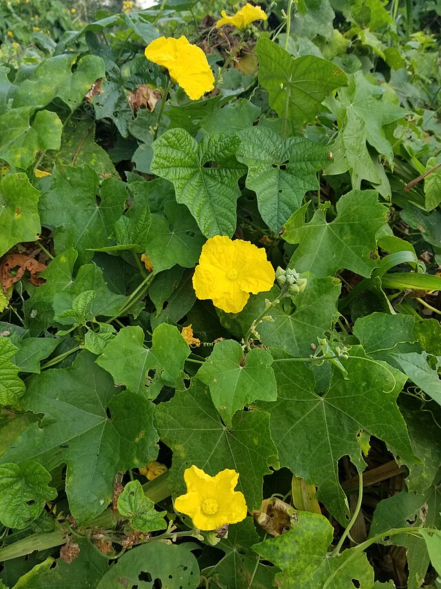 Mướp Hương' Vegetable Loofah – Experimental Farm Network Seed Store