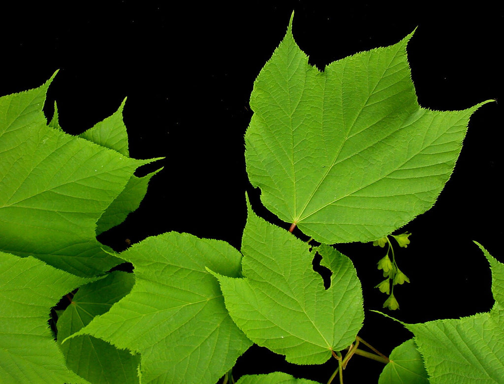 Moosewood (Striped Maple) – Experimental Farm Network Seed Store