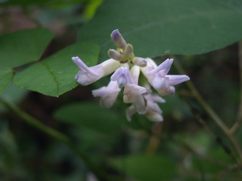 'Crispy Snack' Mouse Bean – Experimental Farm Network Seed Store
