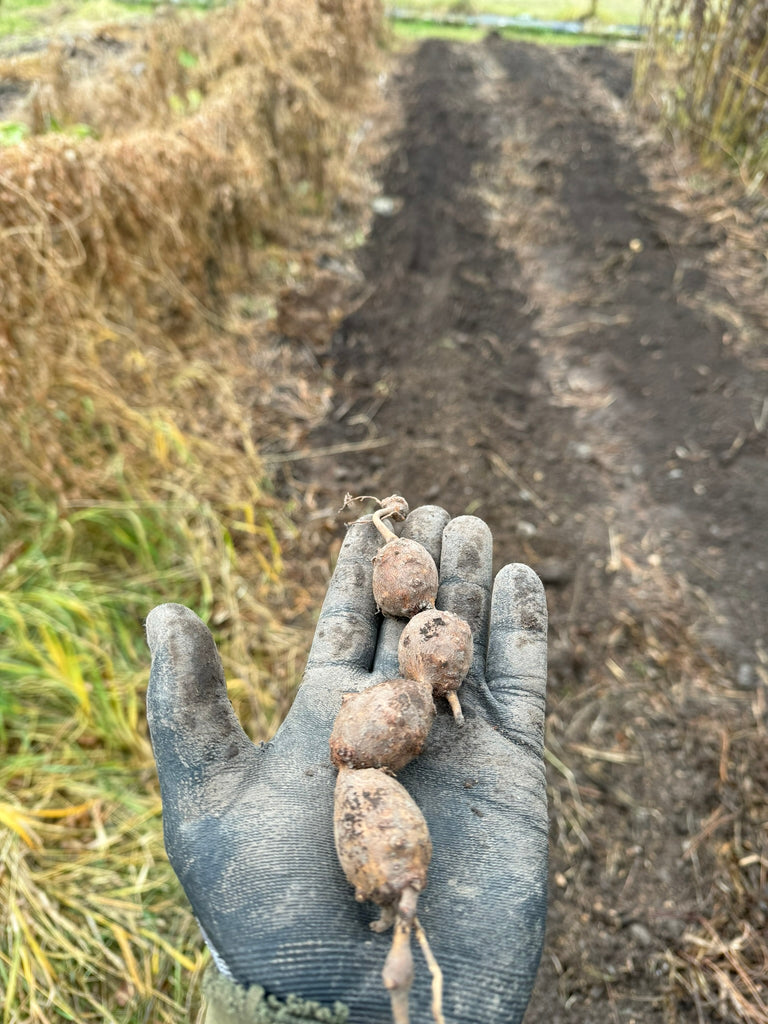'Billington' Hopniss (American Groundnut) Tubers – Experimental Farm ...