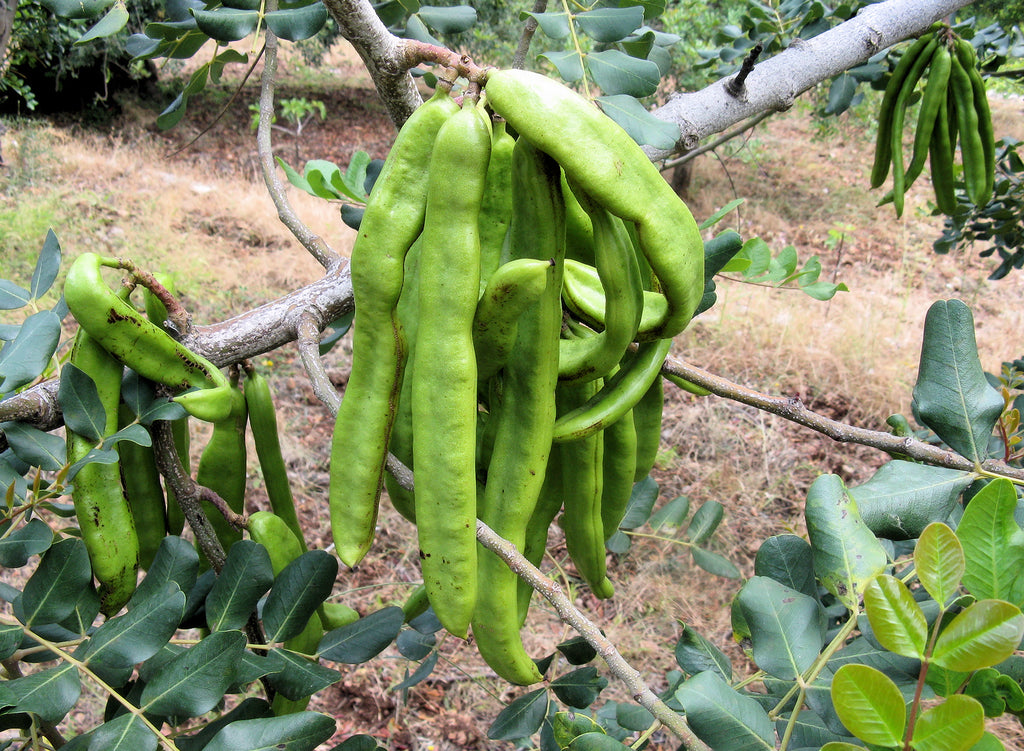 Carob – Experimental Farm Network Seed Store