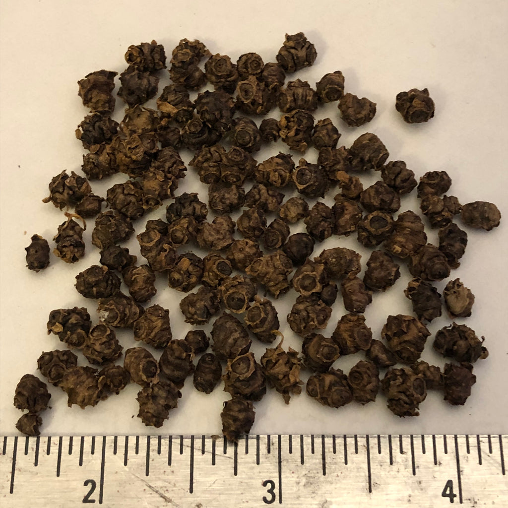 Caucasian Wild Beet (Perennial Chard) – Experimental Farm Network Seed ...