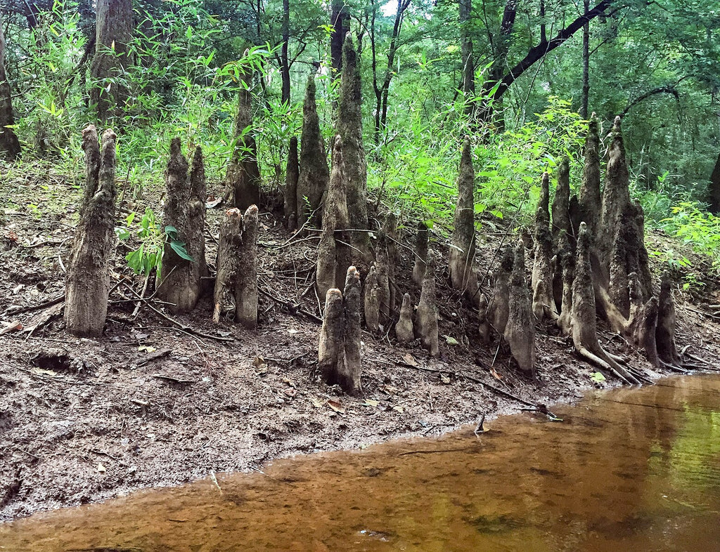 Northern Bald Cypress – Experimental Farm Network Seed Store