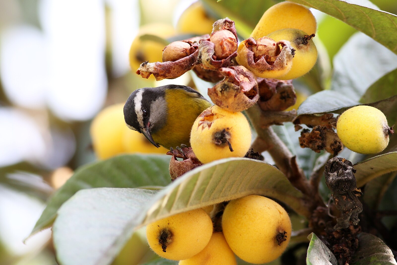 Loquat – Experimental Farm Network Seed Store