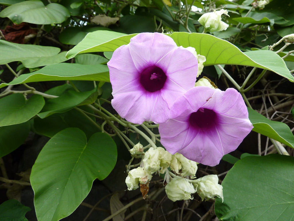 Vidhara (Hawaiian Baby Woodrose) – Experimental Farm Network Seed Store