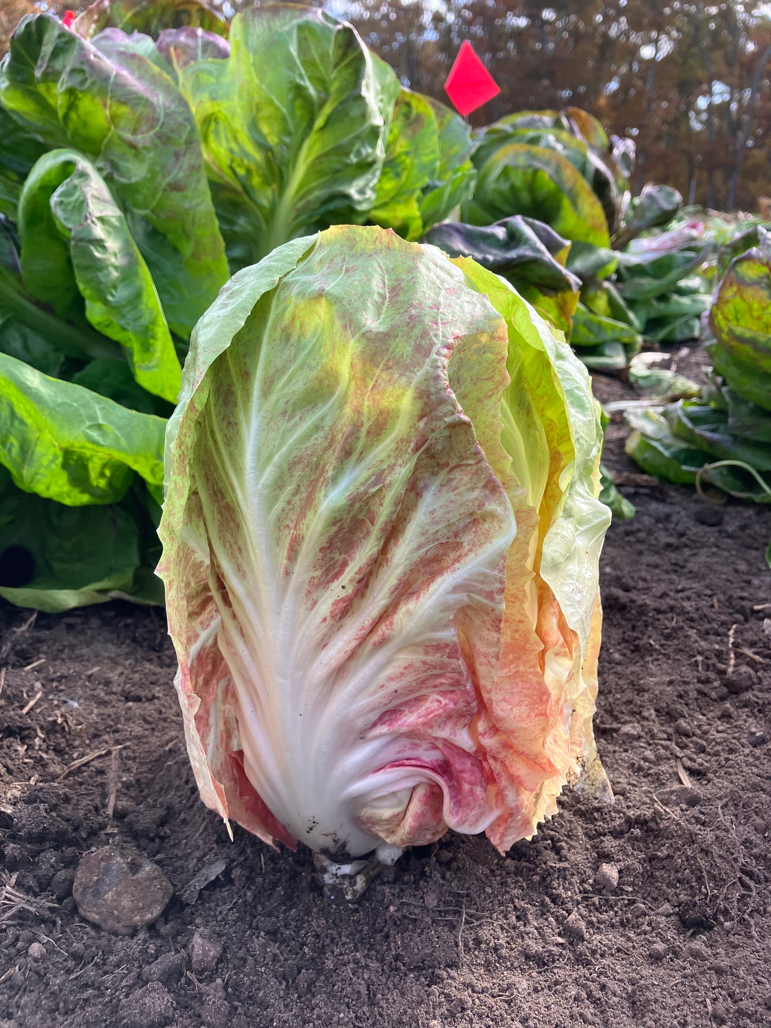 'Chix Mix' Chicory Breeding Mix – Experimental Farm Network Seed Store