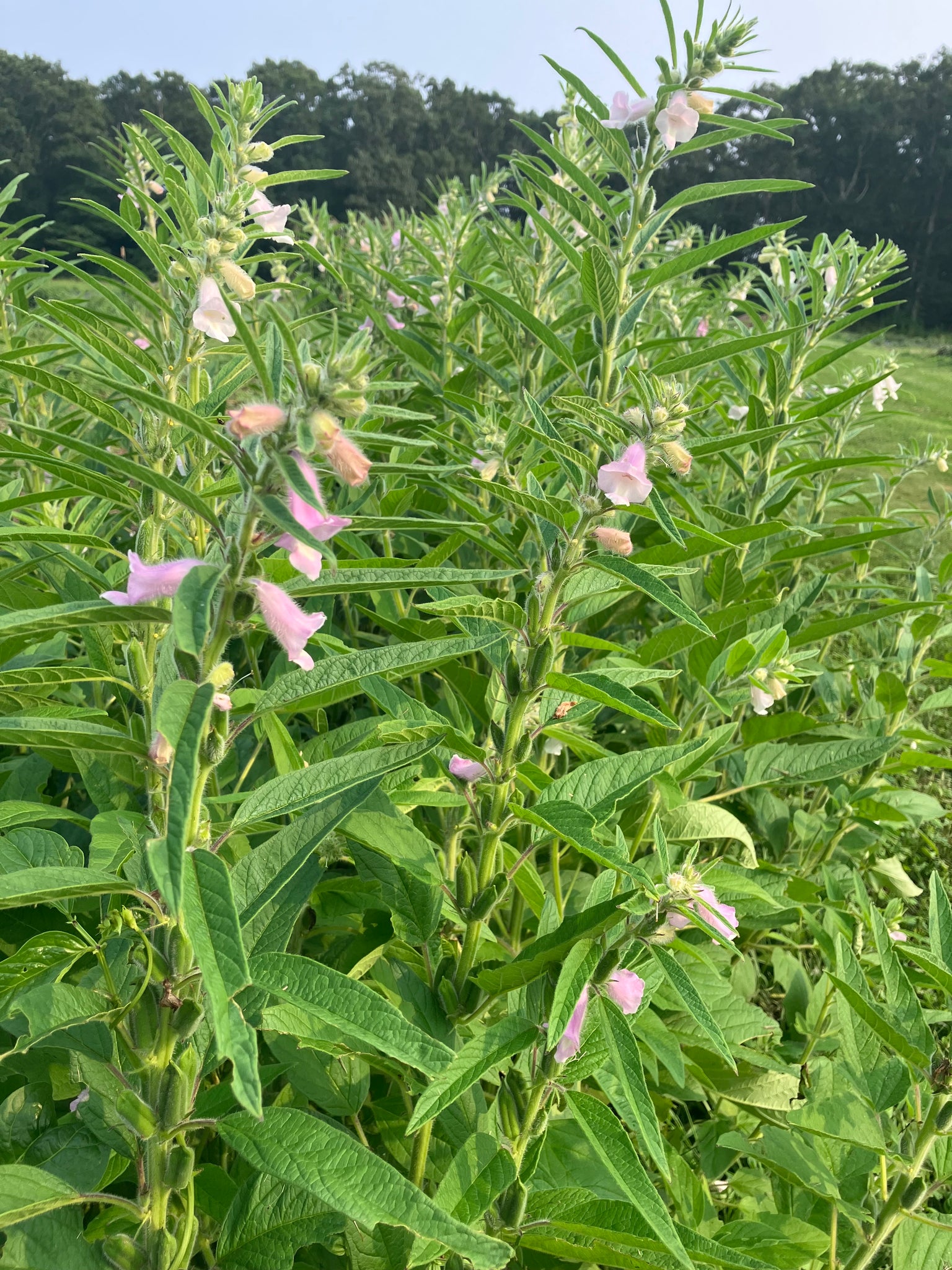 'Hannah's Grex' Sesame Breeding Mix – Experimental Farm Network Seed Store