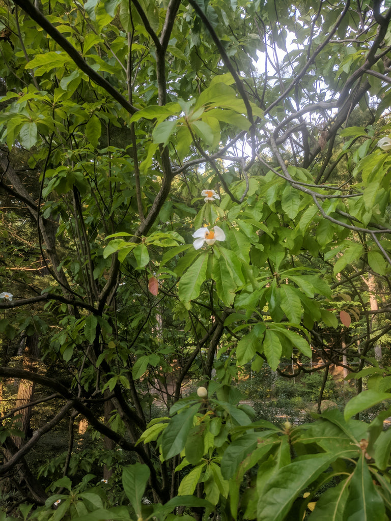 Franklin Tree (Franklinia) – Experimental Farm Network Seed Store