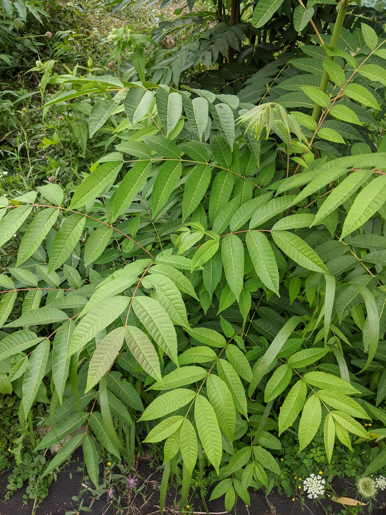Chinese Toon Tree – Experimental Farm Network Seed Store