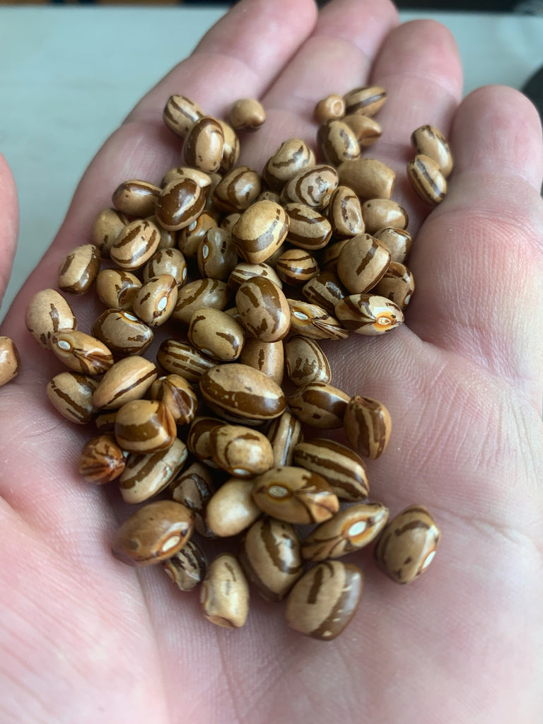 'Mahala Chesnut-Brewer 6-Week Cut-Short Greasy' Bean – Experimental ...