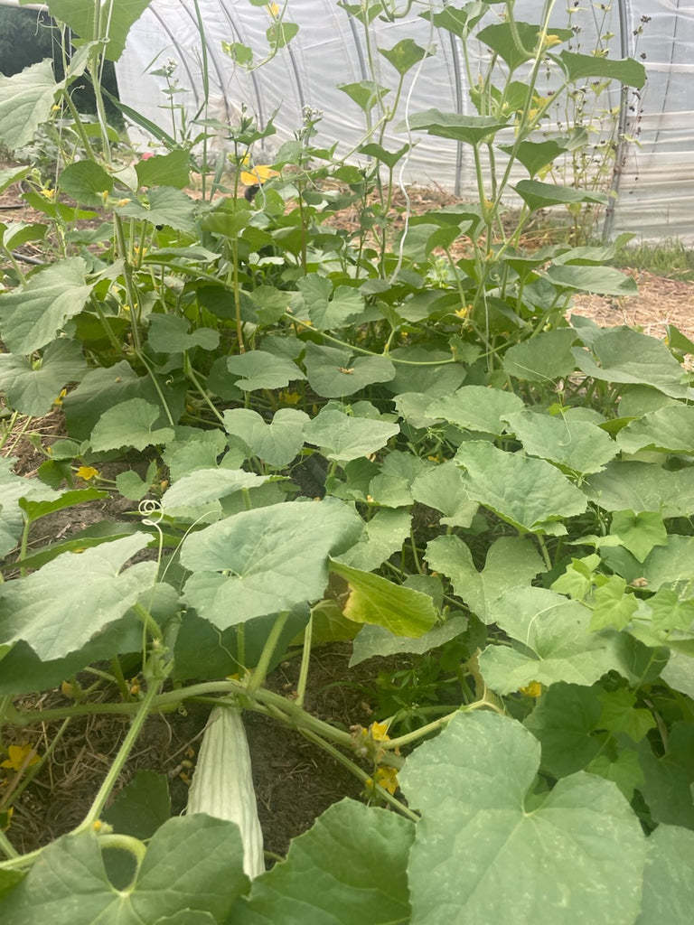 'Ta'roozi' Snake Melon (Iraqi "Armenian Cucumber) – Experimental Farm ...