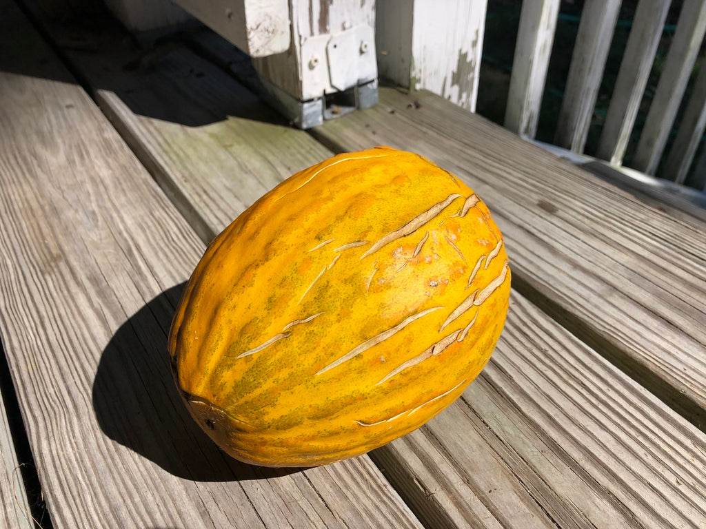 'Obi-Novot' Melon – Experimental Farm Network Seed Store