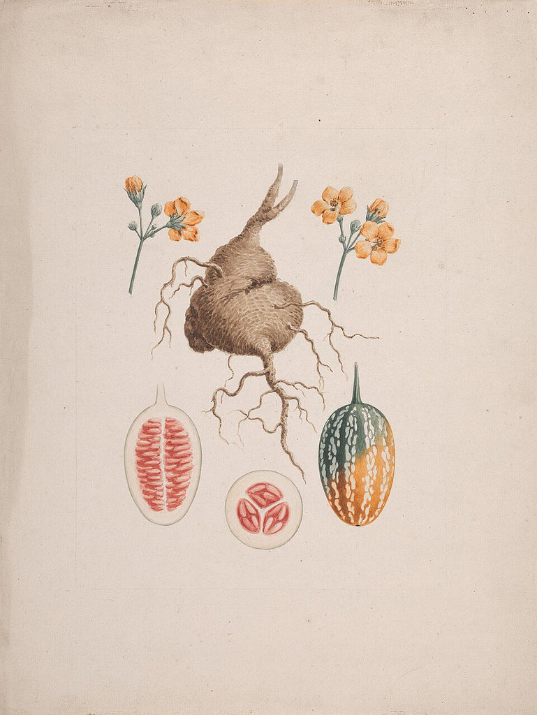 Addi Anchote (White Hanchotte) – Experimental Farm Network Seed Store