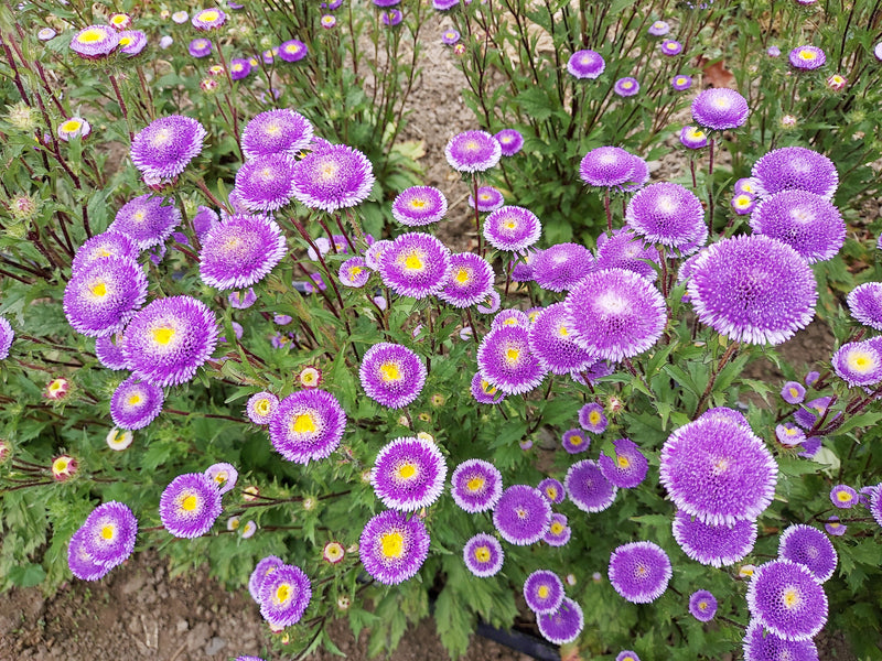 'Lilliput Blue Moon' China Aster – Experimental Farm Network Seed Store