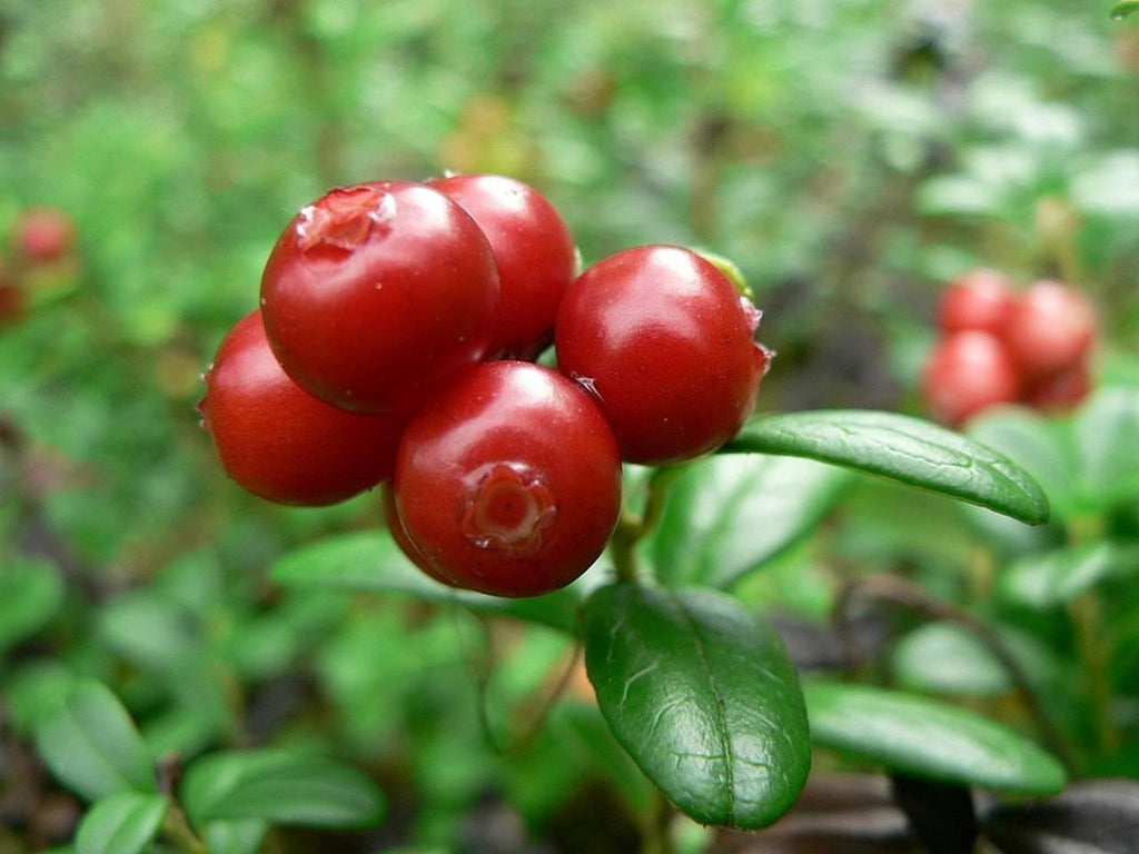 Latvian Lingonberry – Experimental Farm Network Seed Store