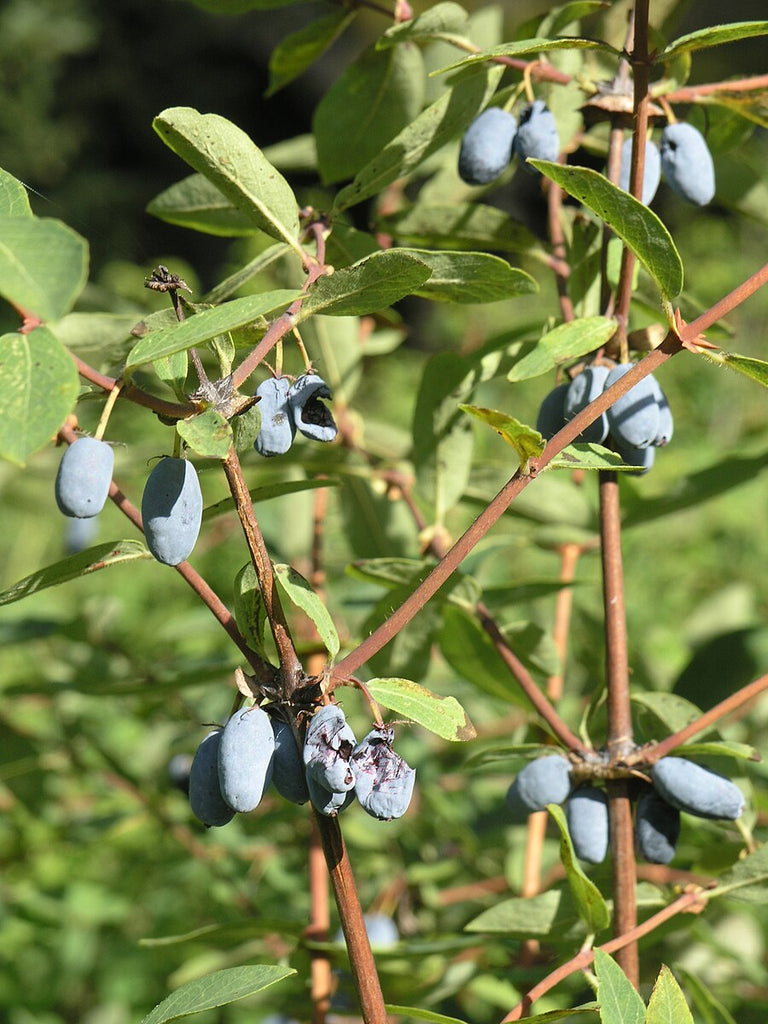 Chinese Haskap (Honeyberry) – Experimental Farm Network Seed Store