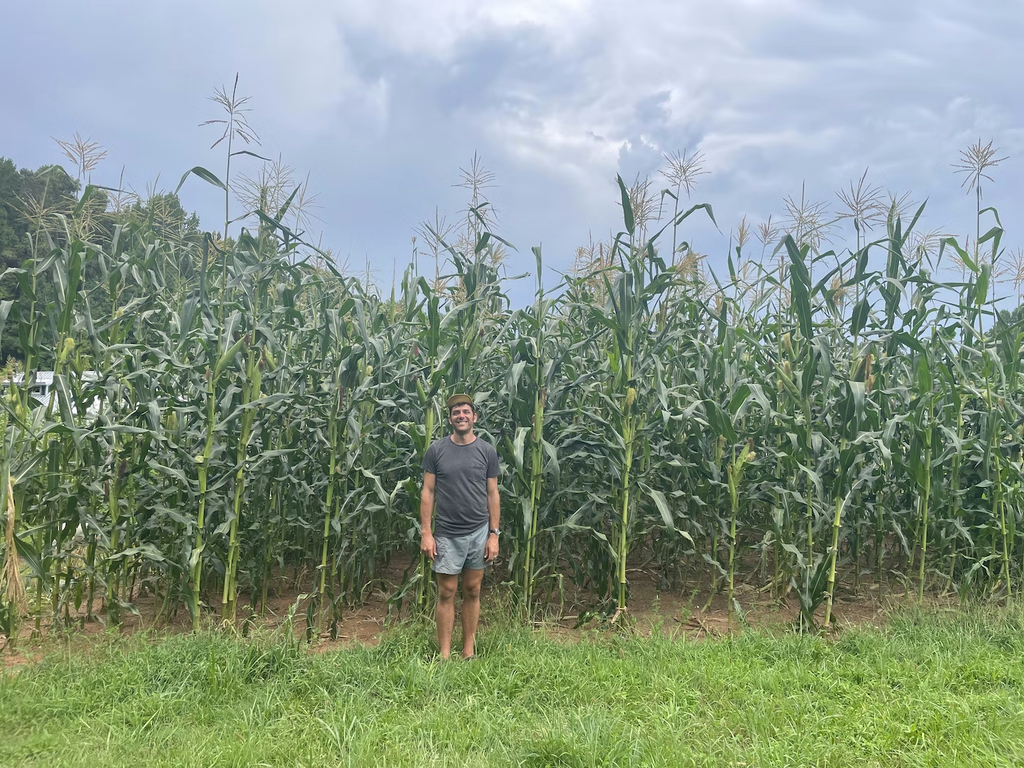 'Bloody Butcher' Dent Corn – Experimental Farm Network Seed Store