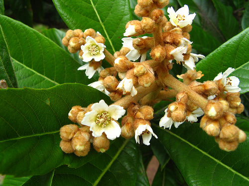Loquat – Experimental Farm Network Seed Store