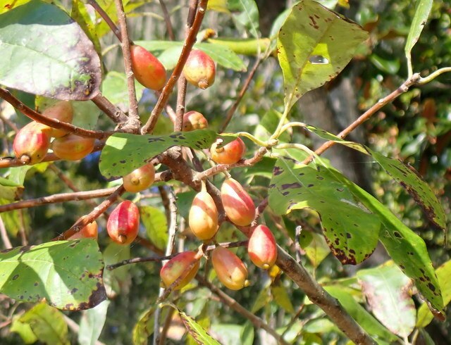 White Tupelo (Ogeechee Lime) – Experimental Farm Network Seed Store
