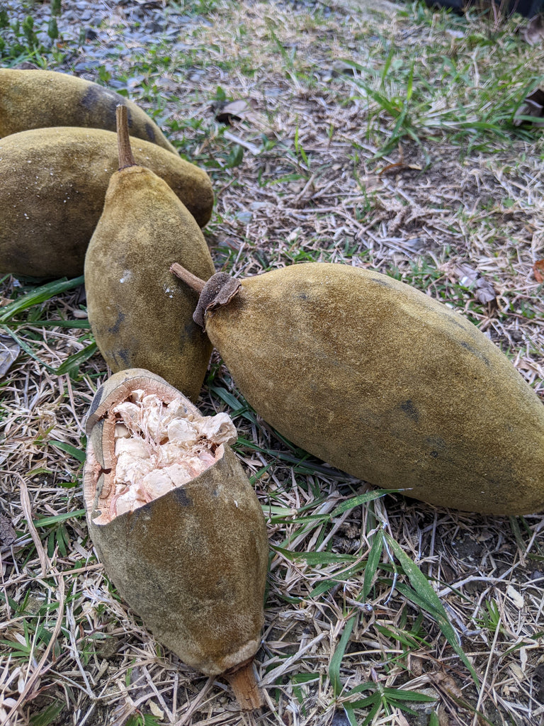 Crucian Baobab – Experimental Farm Network Seed Store