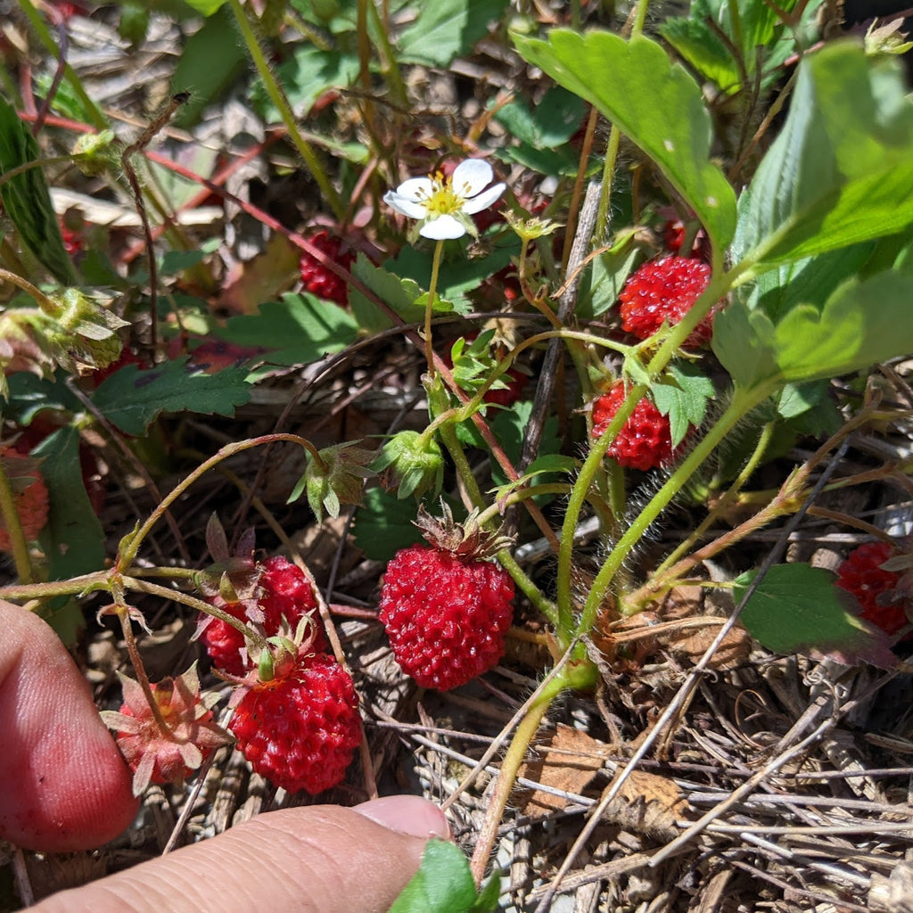 'Holly City' Wild Strawberry – Experimental Farm Network Seed Store