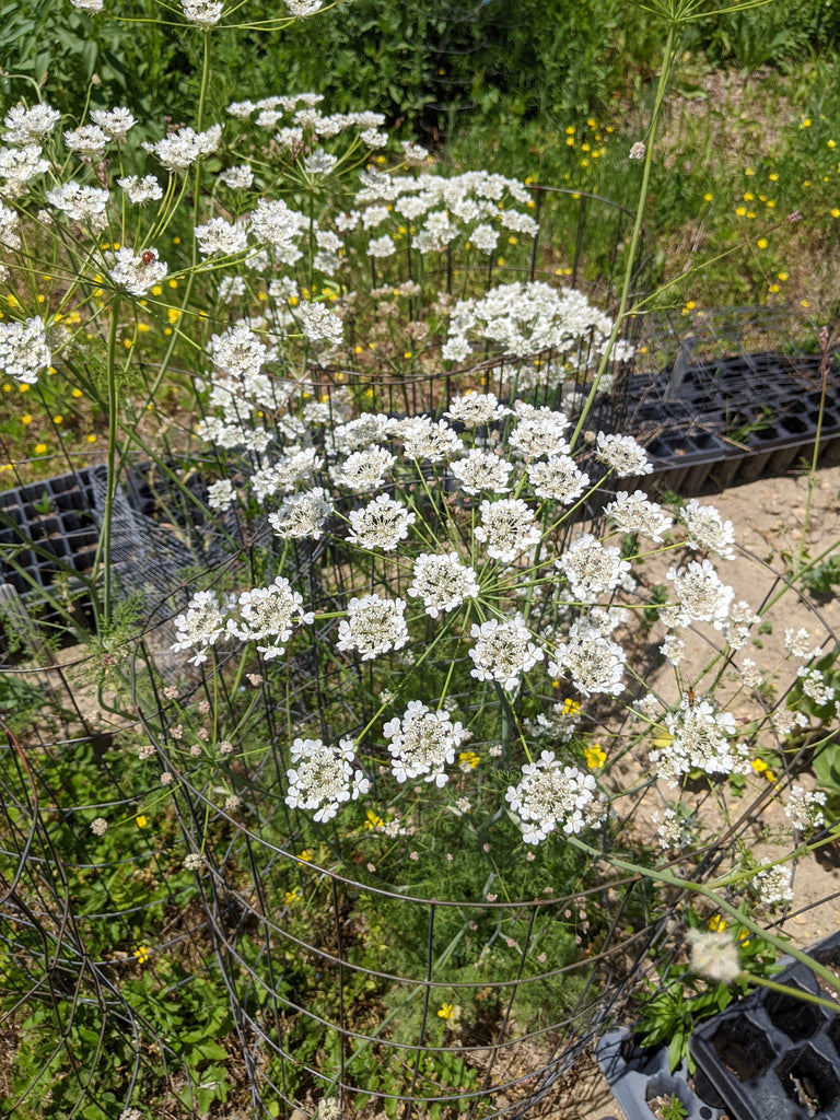 "Space Carrot" (Astrodaucus littoralis) – Experimental Farm Network ...