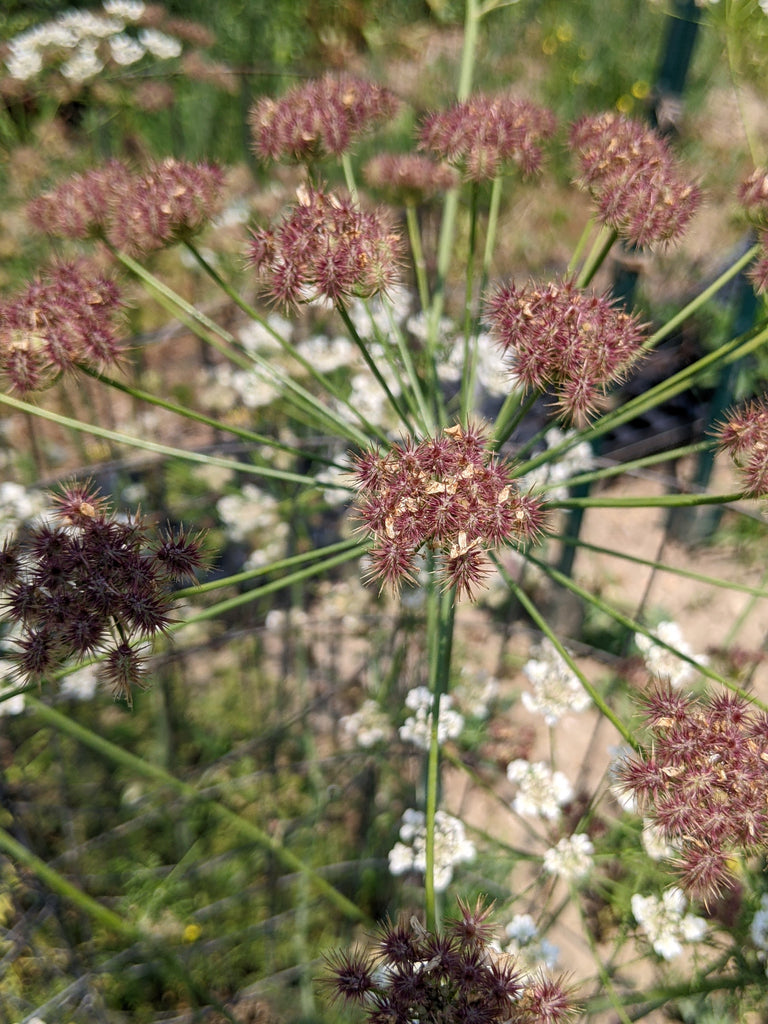 "Space Carrot" (Astrodaucus littoralis) – Experimental Farm Network ...