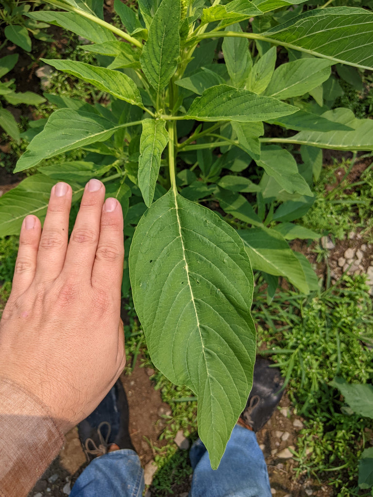 'Folong' Amaranth – Experimental Farm Network Seed Store