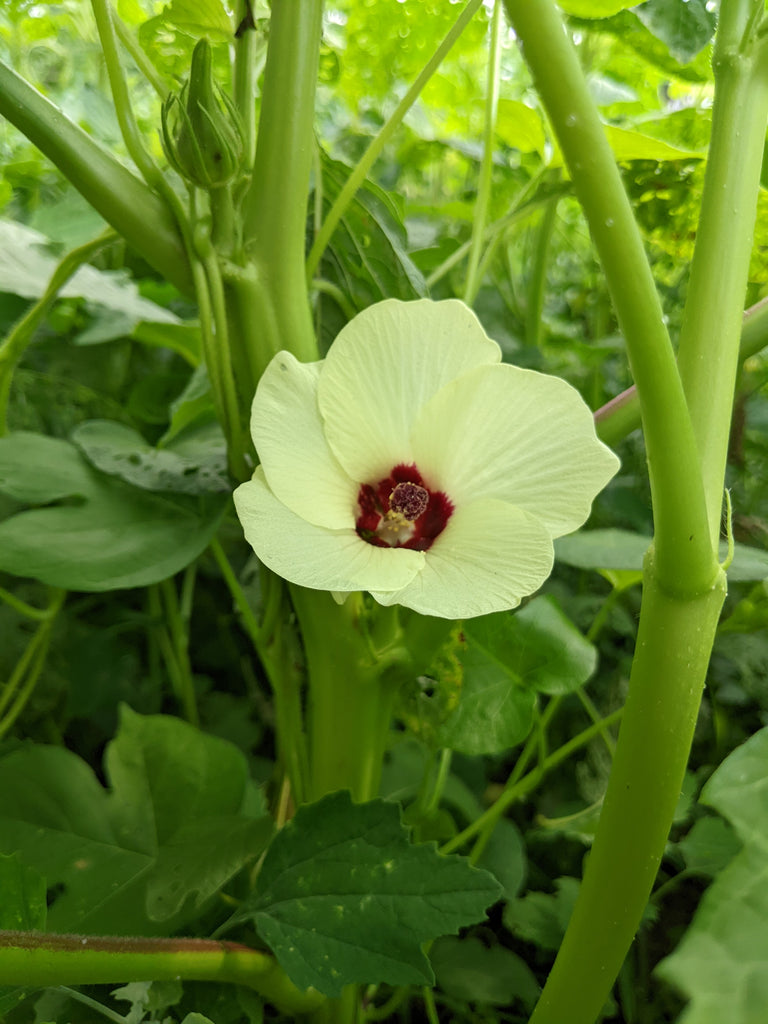 'Iraqi Bamia' Okra – Experimental Farm Network Seed Store