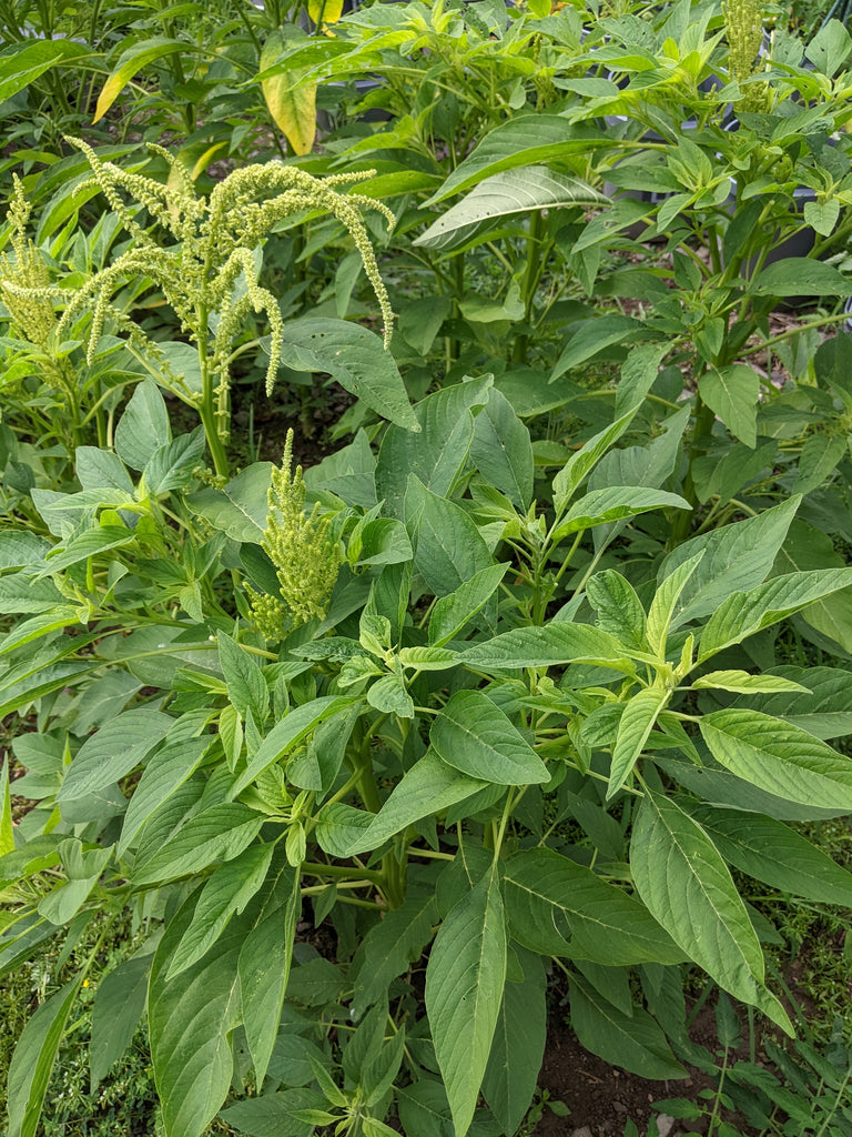 'Folong' Amaranth – Experimental Farm Network Seed Store