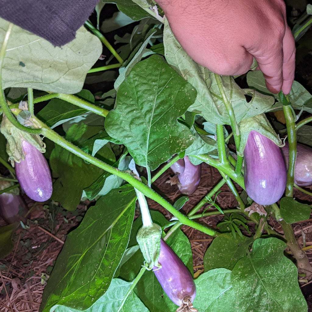 'Baghdad Market 1948' Eggplant – Experimental Farm Network Seed Store