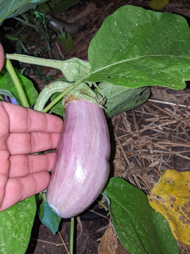 'Baghdad Market 1948' Eggplant – Experimental Farm Network Seed Store