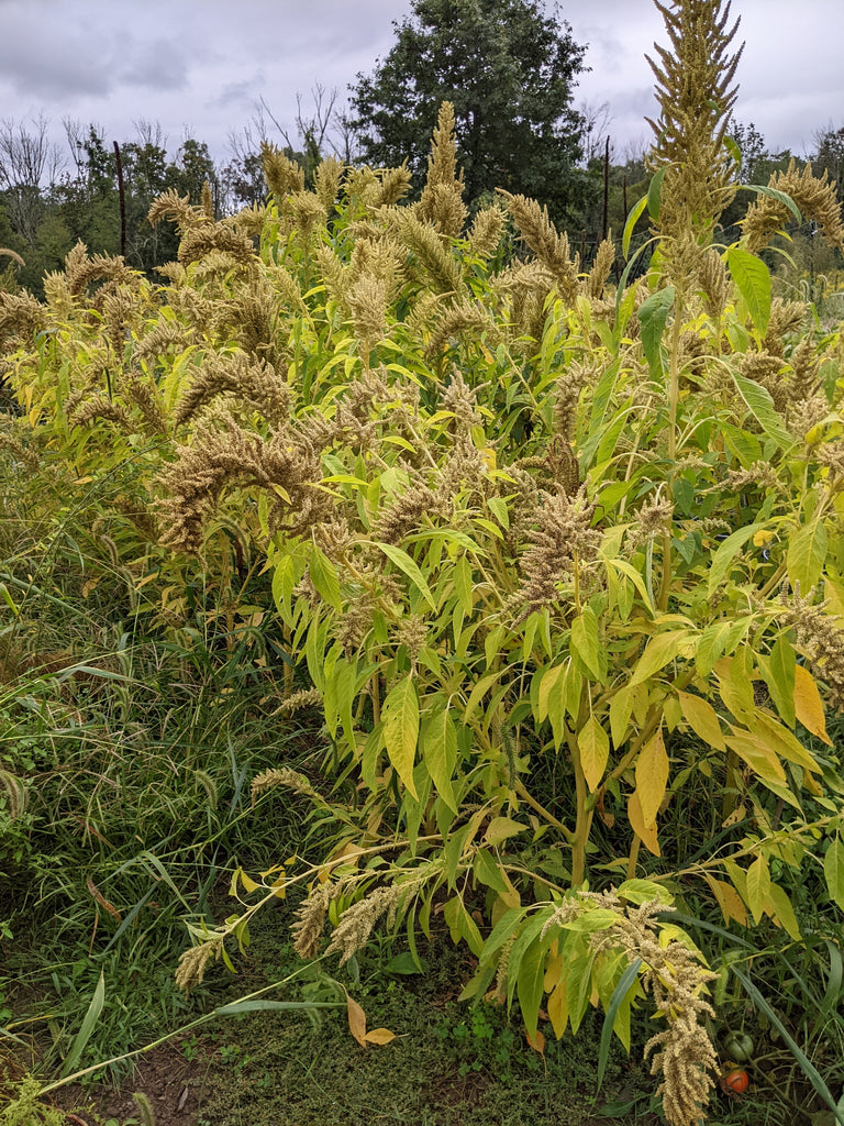 'Folong' Amaranth – Experimental Farm Network Seed Store