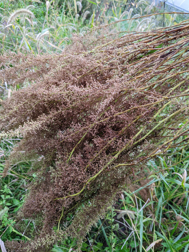 Jerusalem-Oak Goosefoot – Experimental Farm Network Seed Store