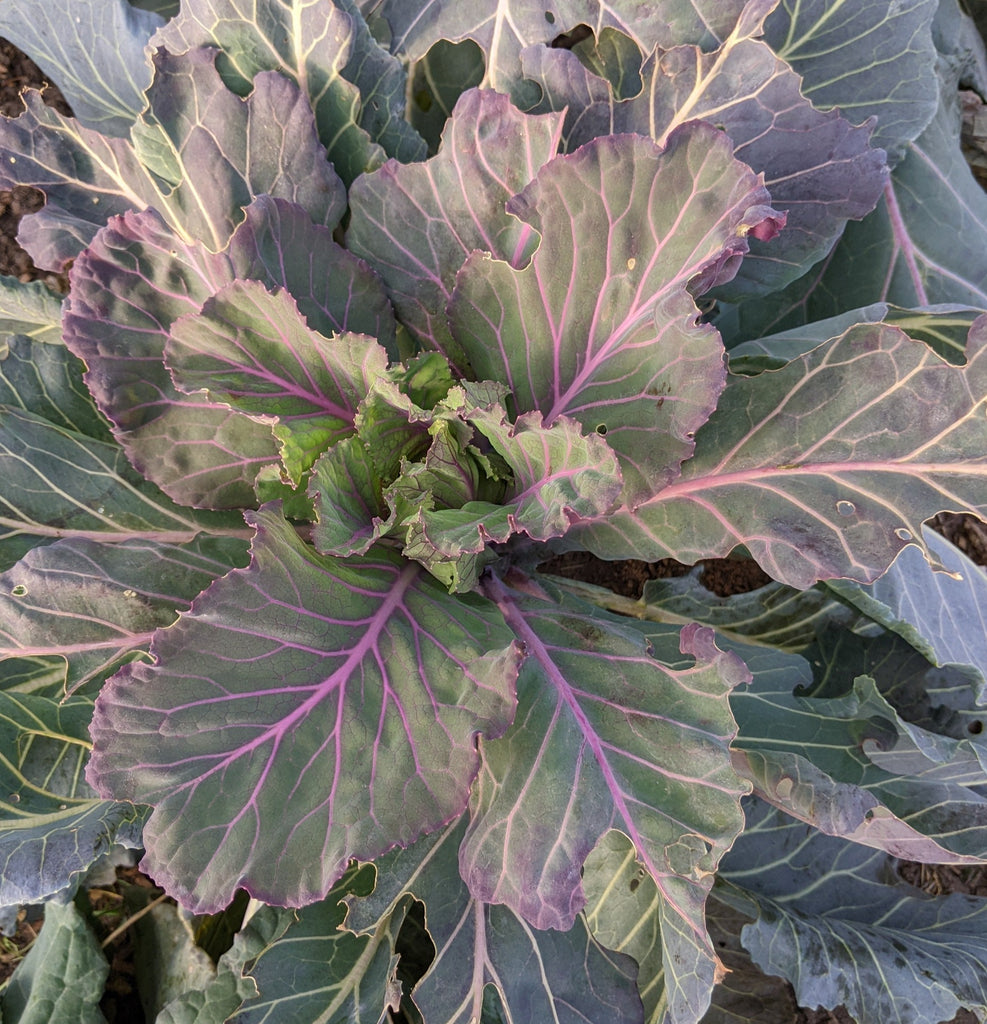'Ole Timey Blue' Collards – Experimental Farm Network Seed Store