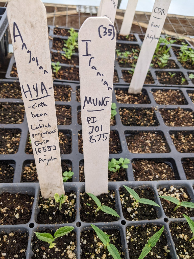 Iranian Mung Bean – Experimental Farm Network Seed Store
