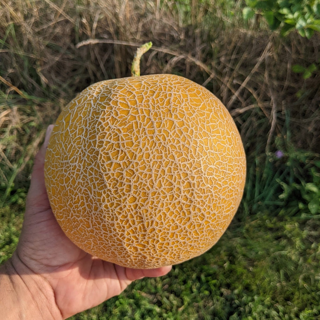 'Bettieħ Tax-Xitwa Safra' Melon ("Maltese Yellow Winter ...