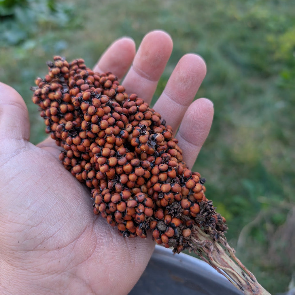 'Madara' Sorghum – Experimental Farm Network Seed Store
